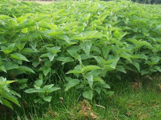 Hithra, mbretëresha e bimëve popullore kurative - PO.al