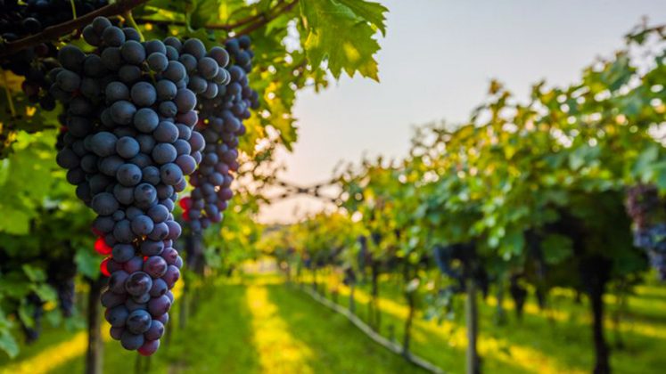 Vreshtat e rrushit në Shqipëri/ A e dini se... - PO.al