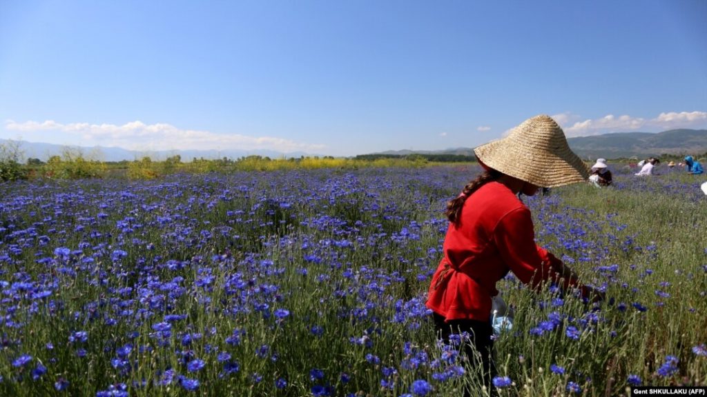 Dhuratë nga natyra, 24 bimët magjike që rriten në Shqipëri - PO.al